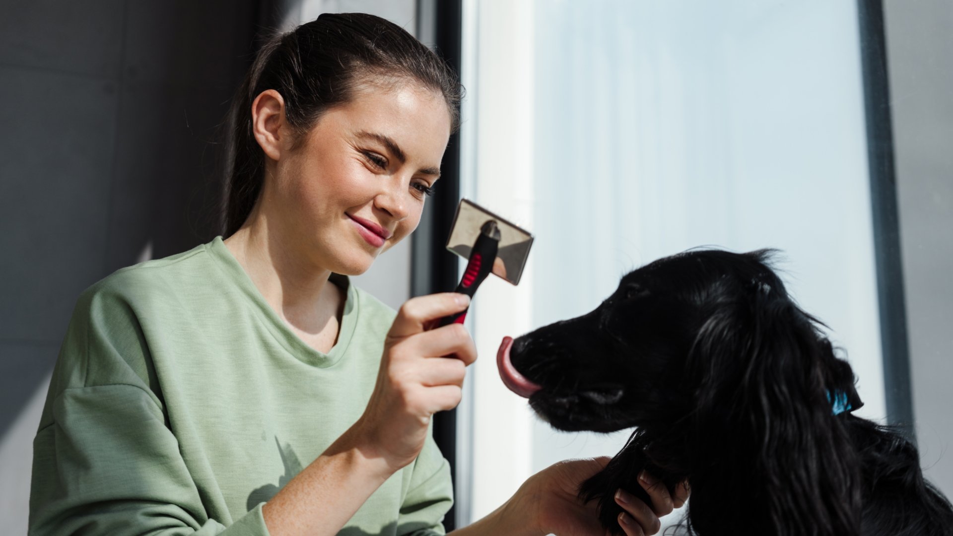 4 Tips for Grooming Your Dog – Pinnacle Pet
