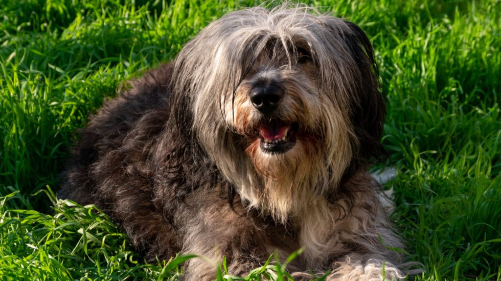 Unique Dog Breeds The Polish Lowland Sheepdog Pinnacle Pet Unique Dog Breeds The Polish Lowland Sheepdog Pinnacle Pet